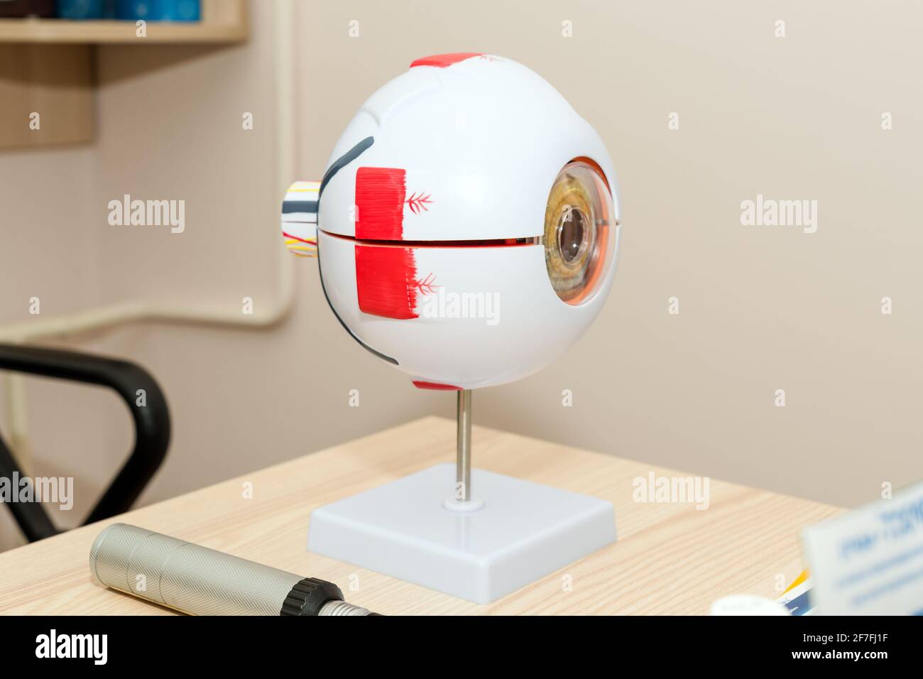Enlarged anatomical eye model. Eye anatomy, human eye cross section ...