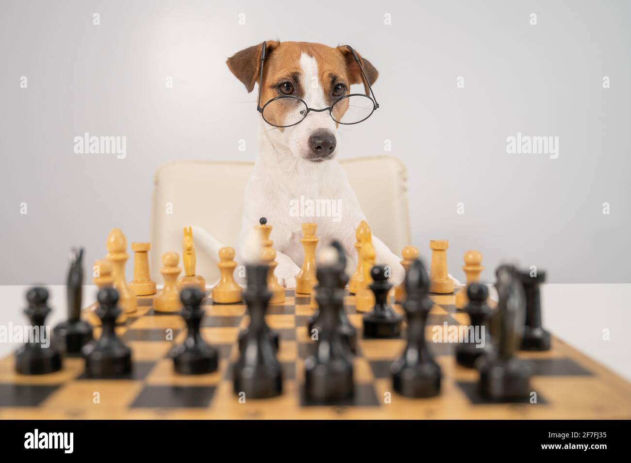 Smart dog jack russell terrier in glasses plays chess on a white ...