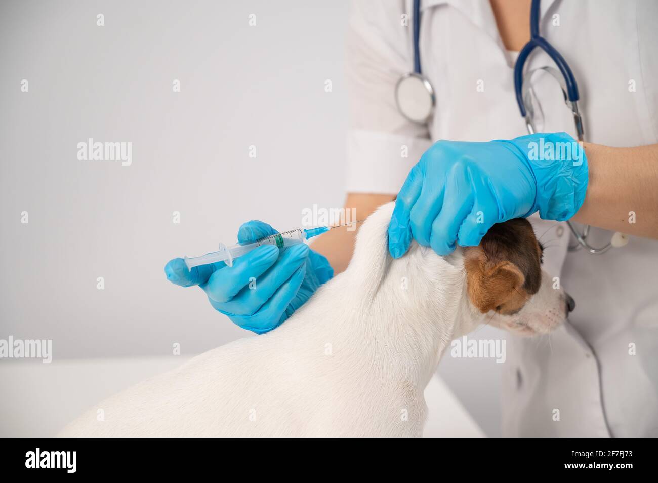 Close-up veterinarian puts medication injection into withers of jack ...