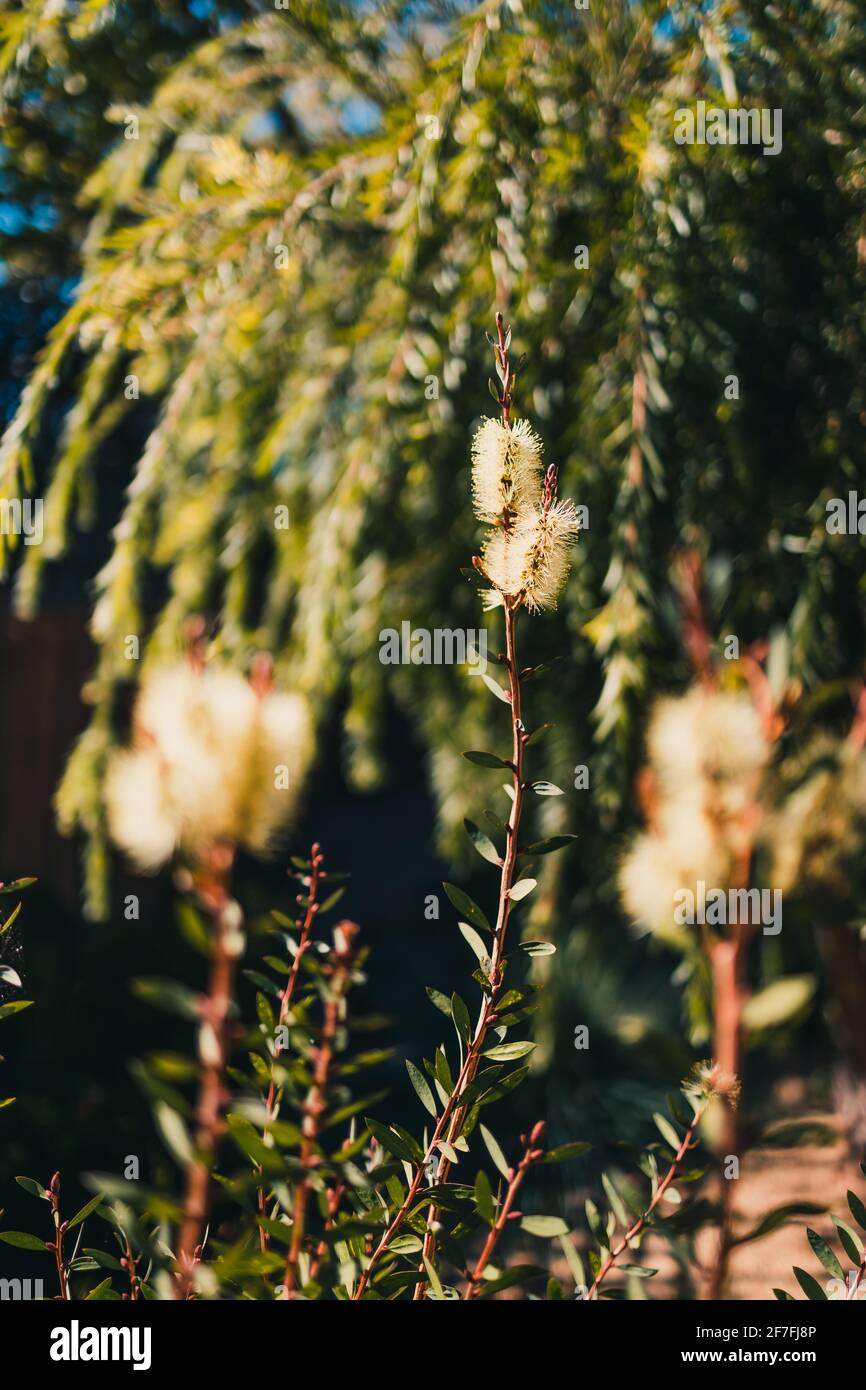 native Australian bottle brush callistemon plant with yellow flowers ...