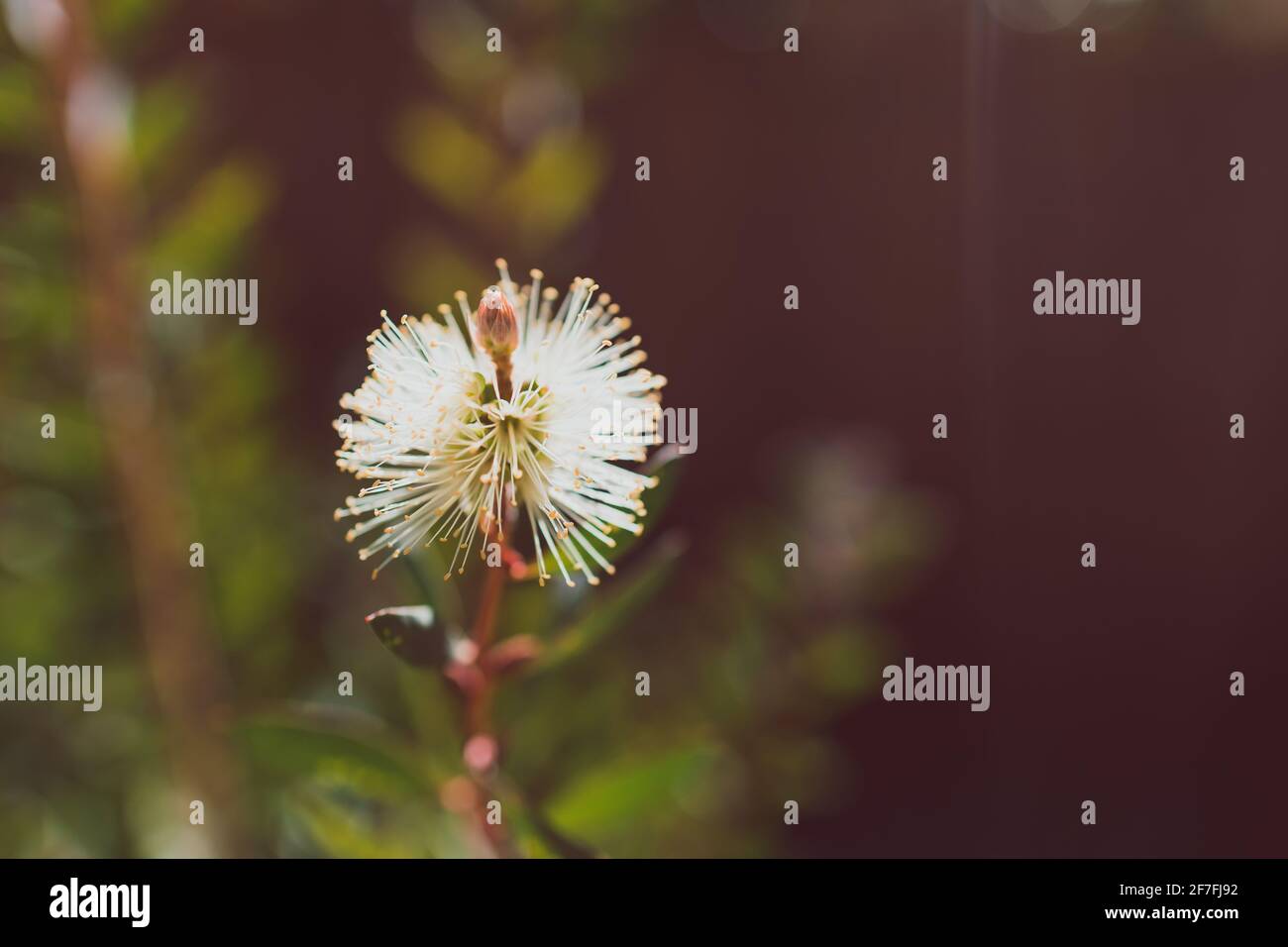 native Australian bottle brush callistemon plant with yellow flowers ...