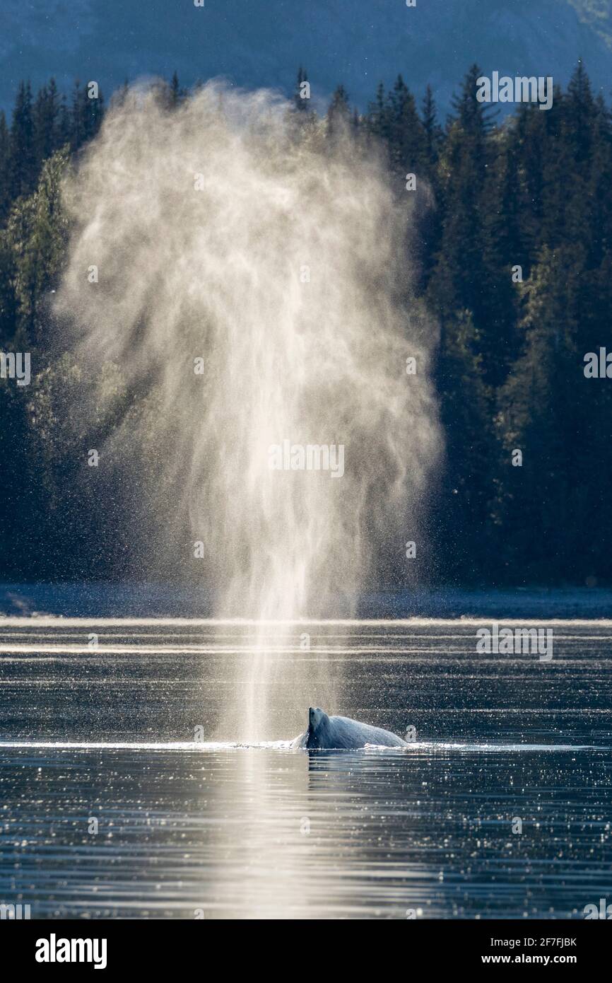 Whale spraying water hi-res stock photography and images - Alamy