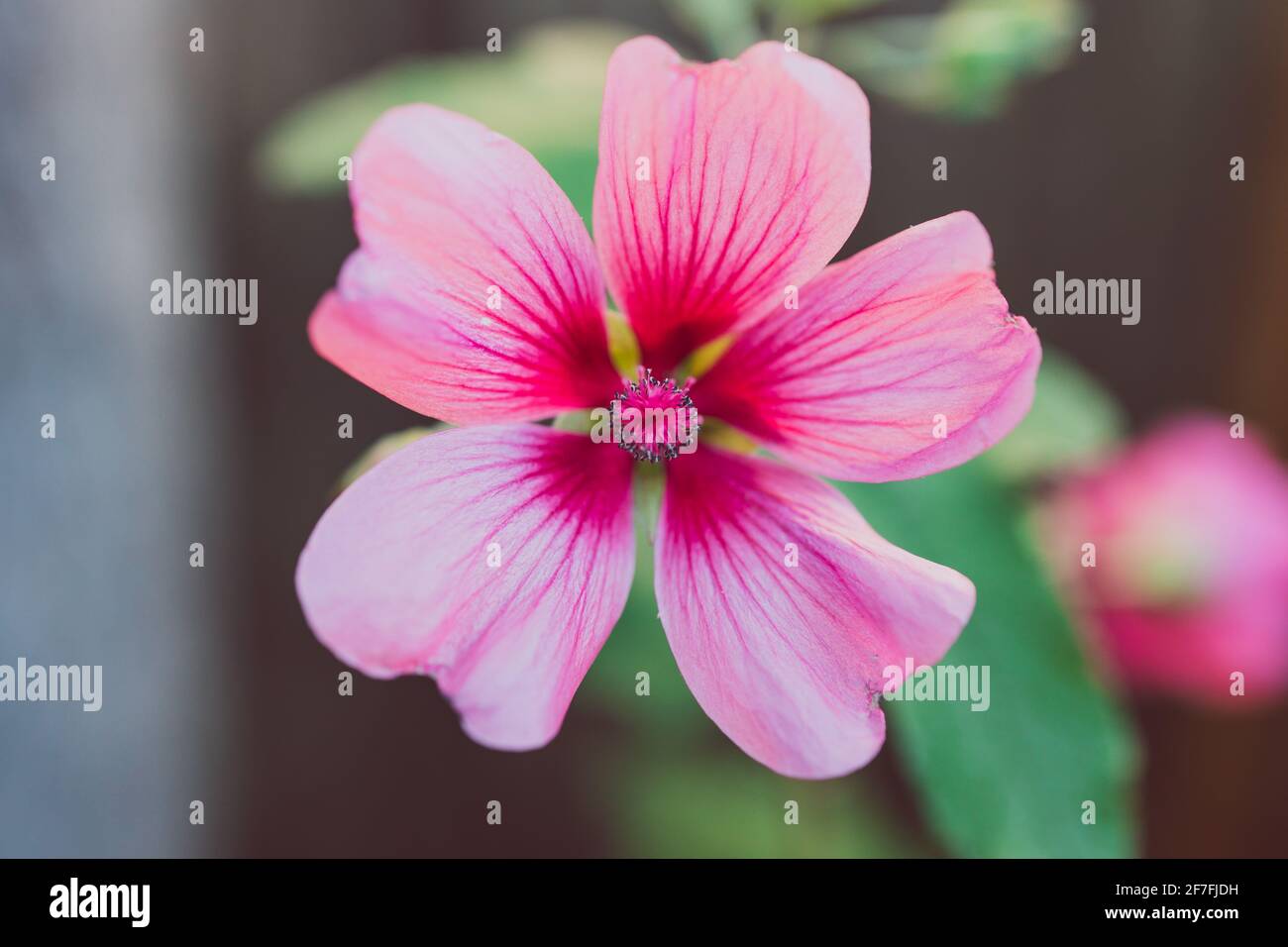 close-up of pink hibiscus plant with flowers outdoor in sunny backyard ...