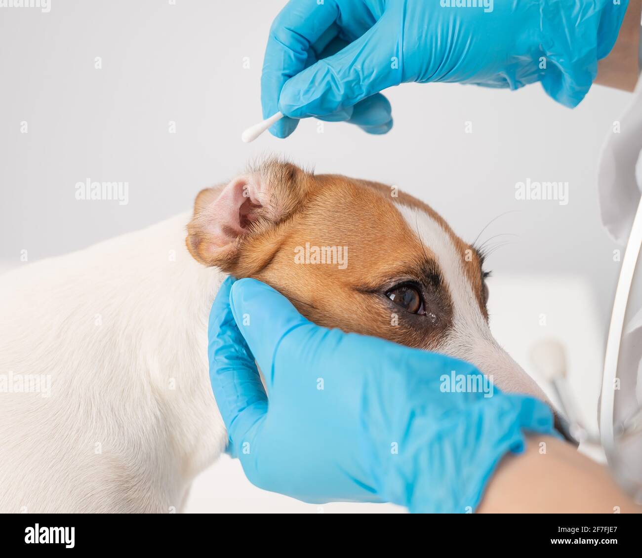 Vet cleans ears with a cotton swab to dog jack russell terrier on a ...