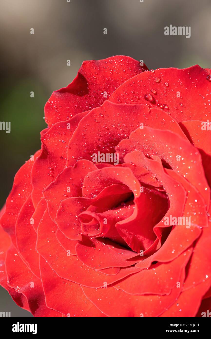 Red rose flower in drops after rain close up Stock Photo - Alamy