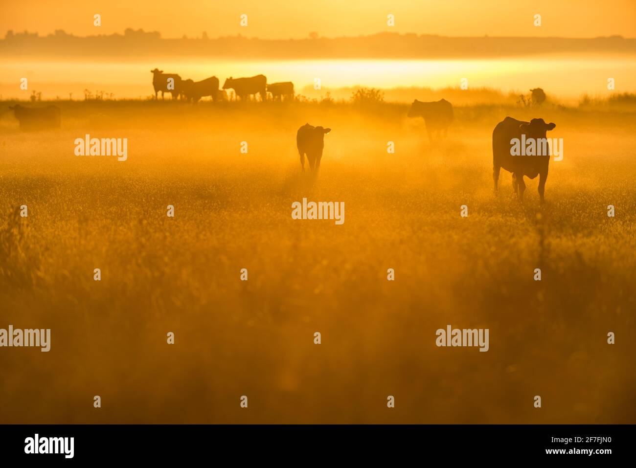 Cattle on grazing marsh at sunrise, Elmley Marshes National Nature ...