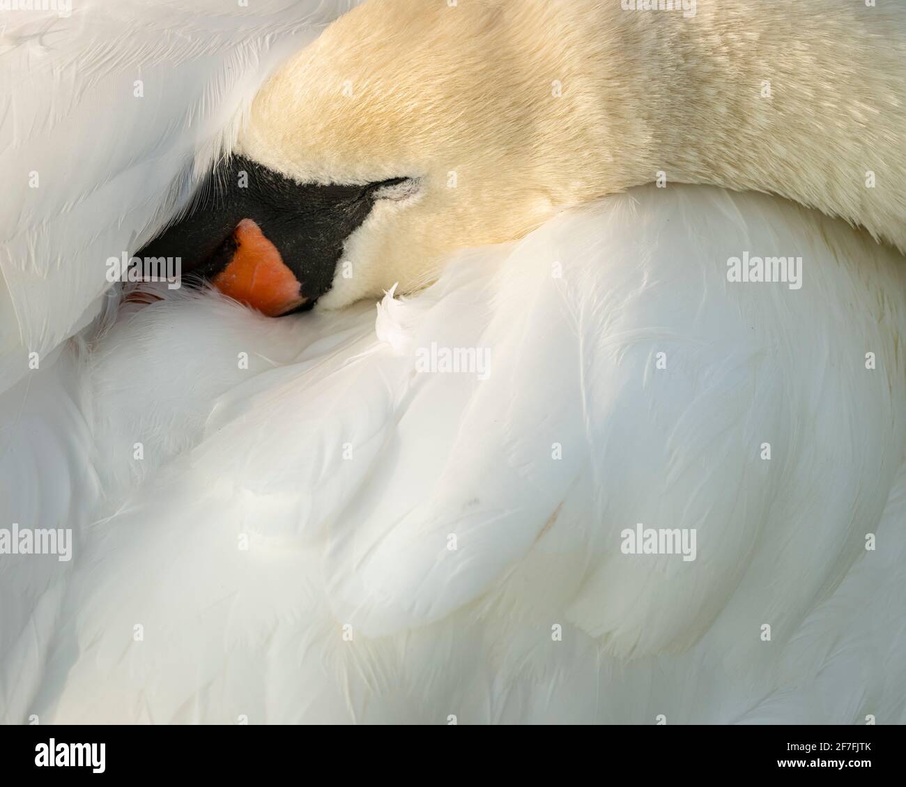 Kent animals hi-res stock photography and images - Alamy