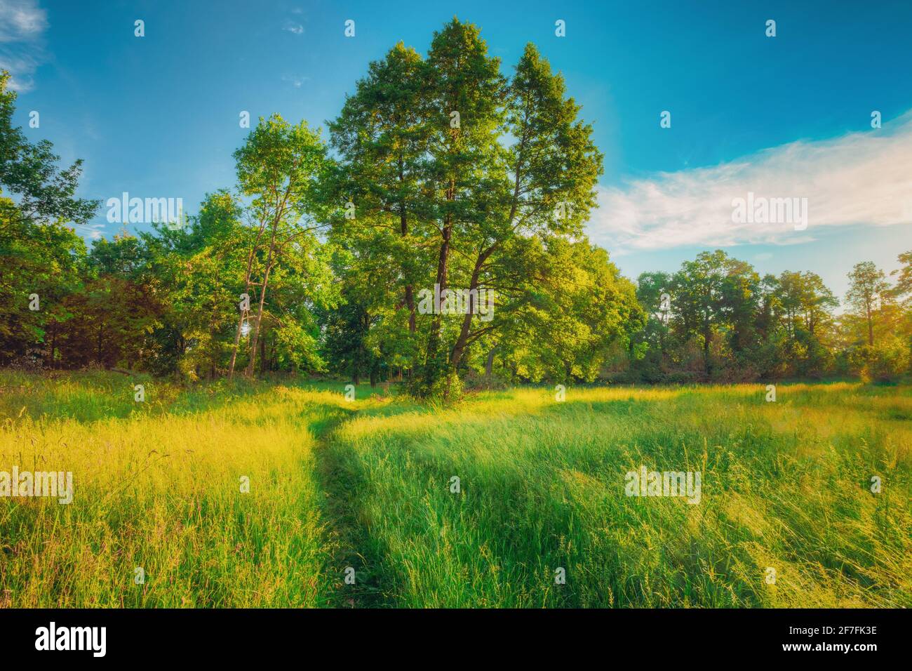 Summer Sunny Forest Trees, Green Grass, Lane, Path, Pathway. Nature ...