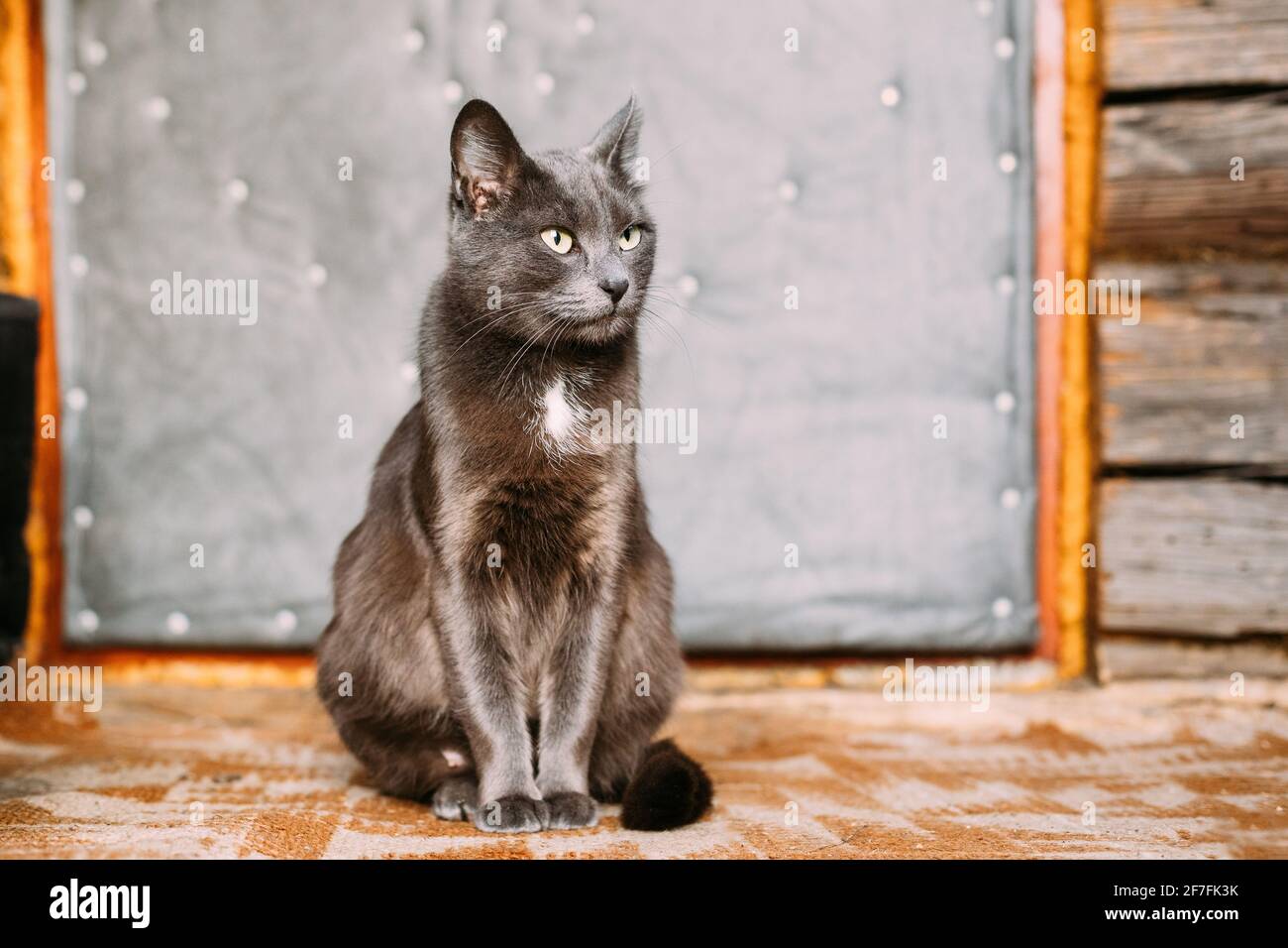 Russian blue cat green eyes hi-res stock photography and images - Alamy