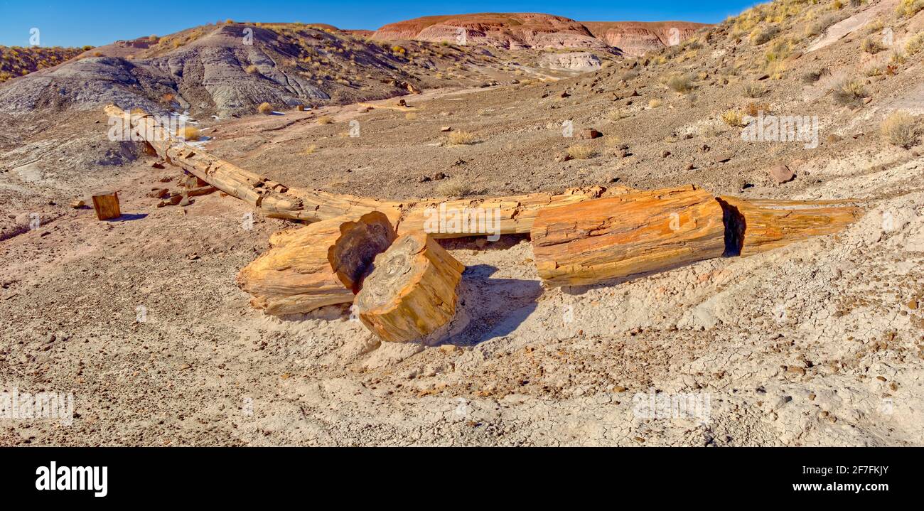 One of the few petrified trees almost intact, The Onyx Bridge in ...