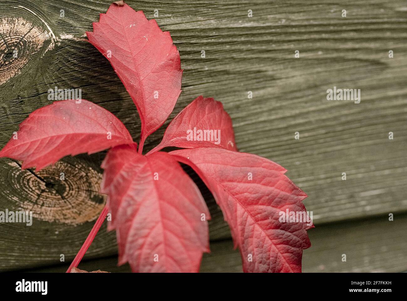 Virginia creeper garden hi-res stock photography and images - Alamy