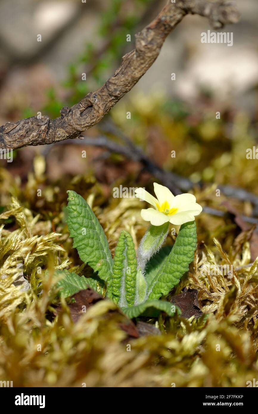 Primrose - Primula vulgaris, young plant with single flower growing in ...