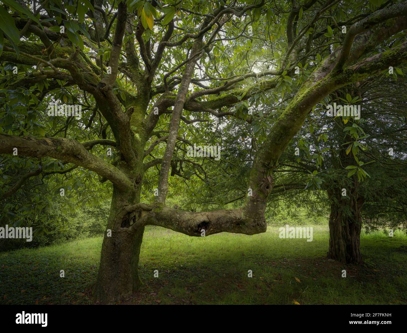 Ancient magnolia tree, Brittany, France, Europe Stock Photo - Alamy