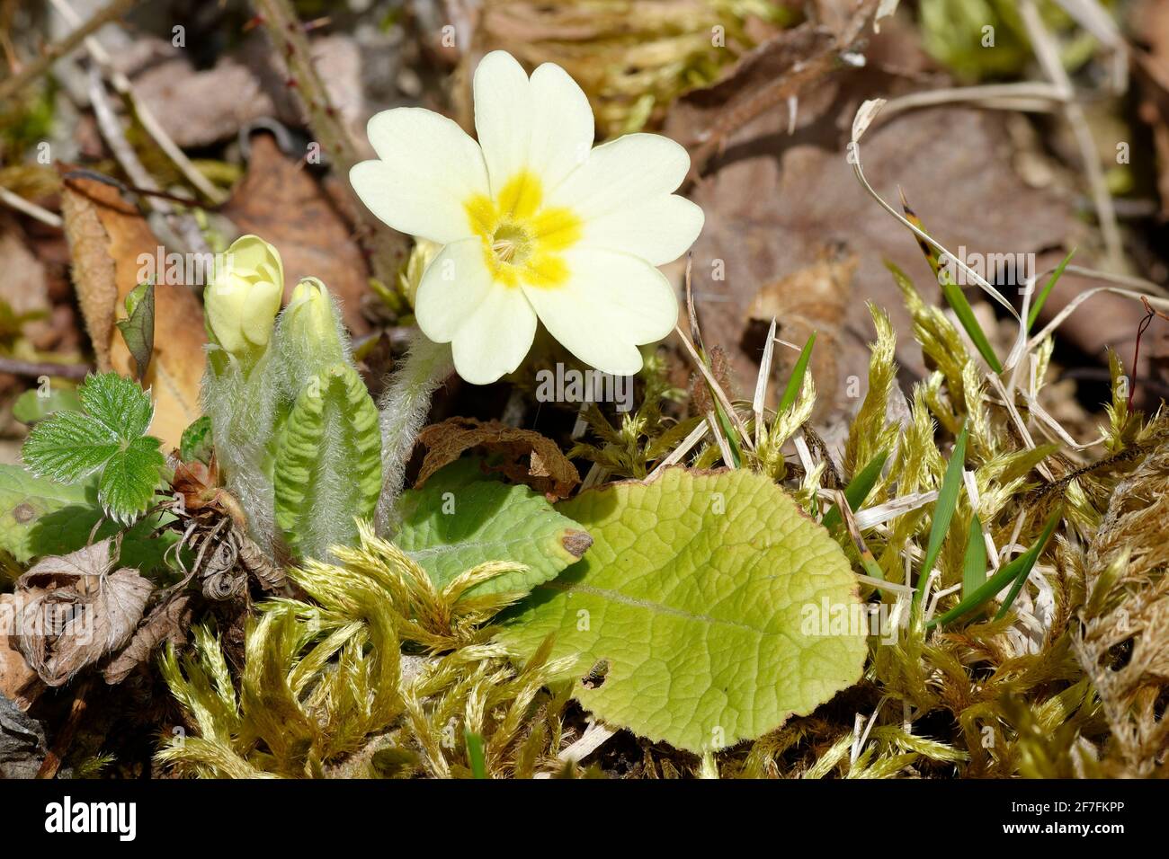 Primrose - Primula vulgaris, plant with single flower & buds growing in ...