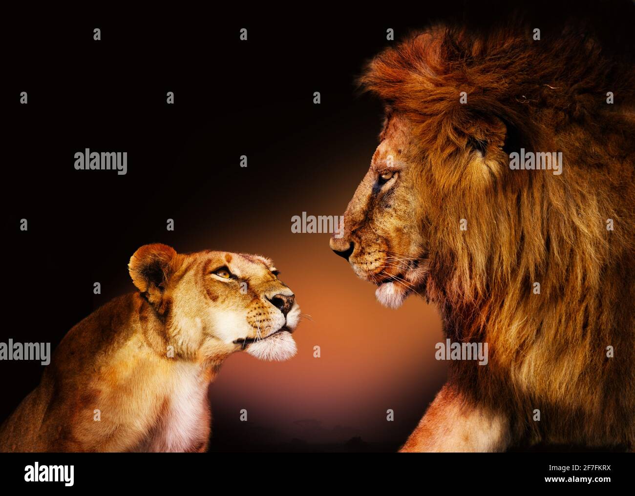 Lovely looking couple of two lions at each other Stock Photo - Alamy