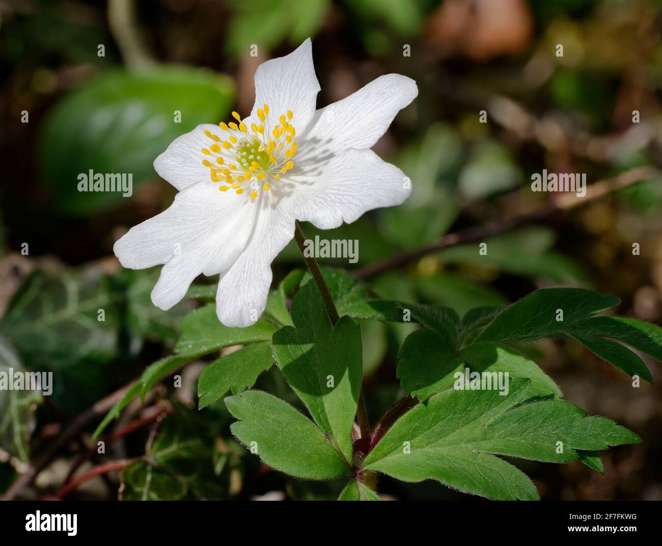 Wood Anemone - Anemone nemorosa, single flower with leaves Stock Photo ...
