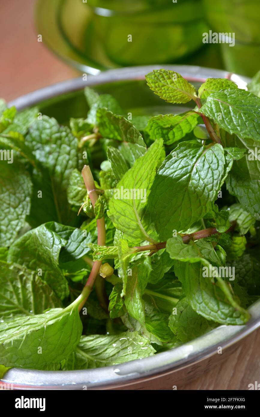mint leaves in tray, used for garnish Stock Photo - Alamy