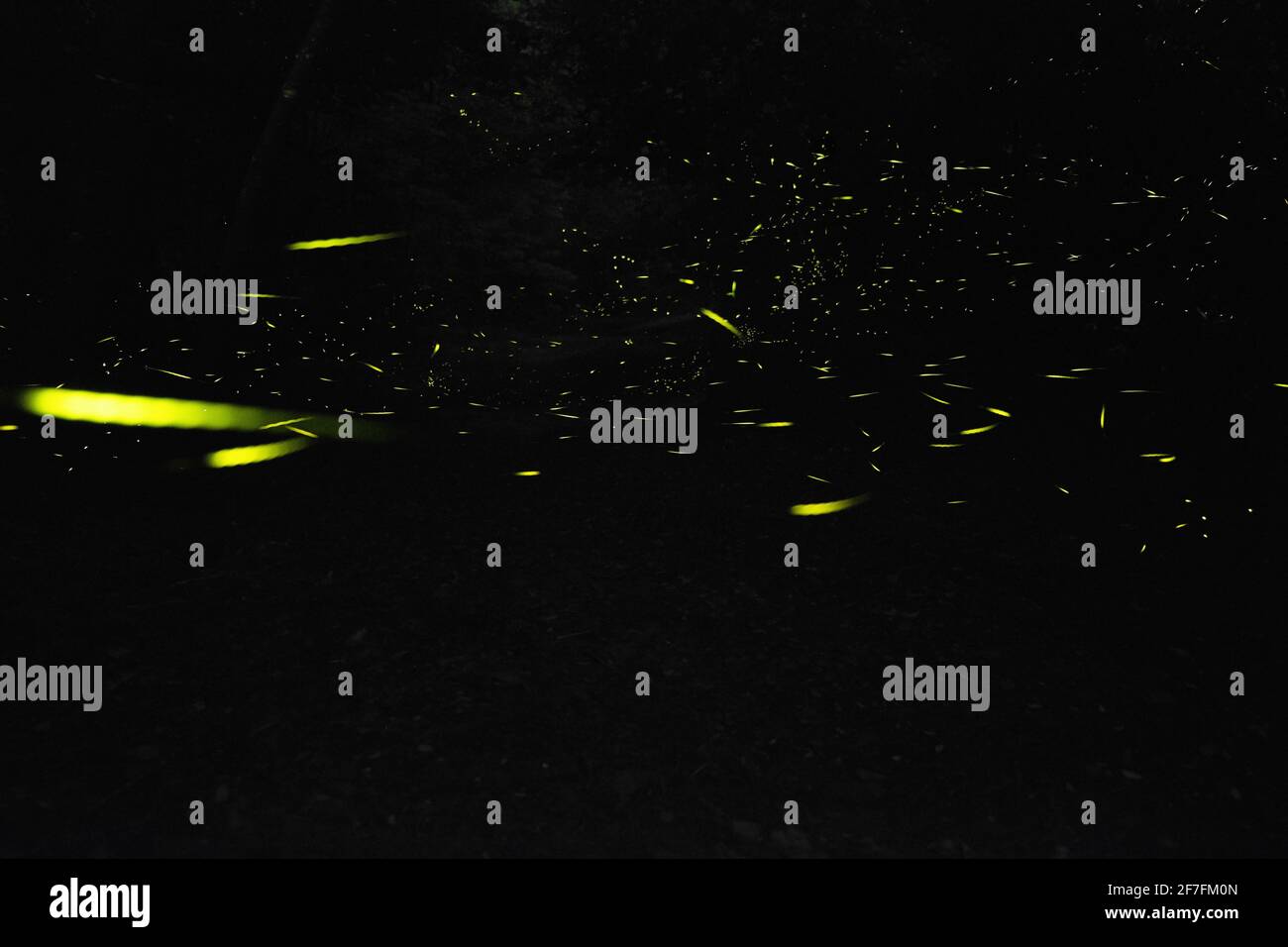 Fireflies in hi-res stock photography and images - Alamy