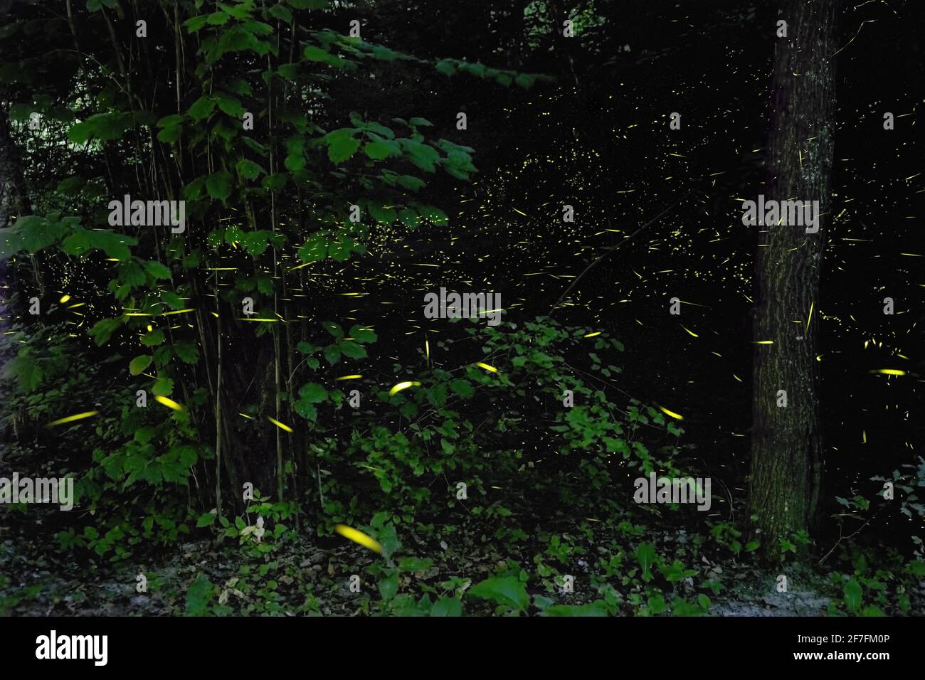 Fireflies in the woods, Emilia Romagna, Italy, Europe Stock Photo - Alamy