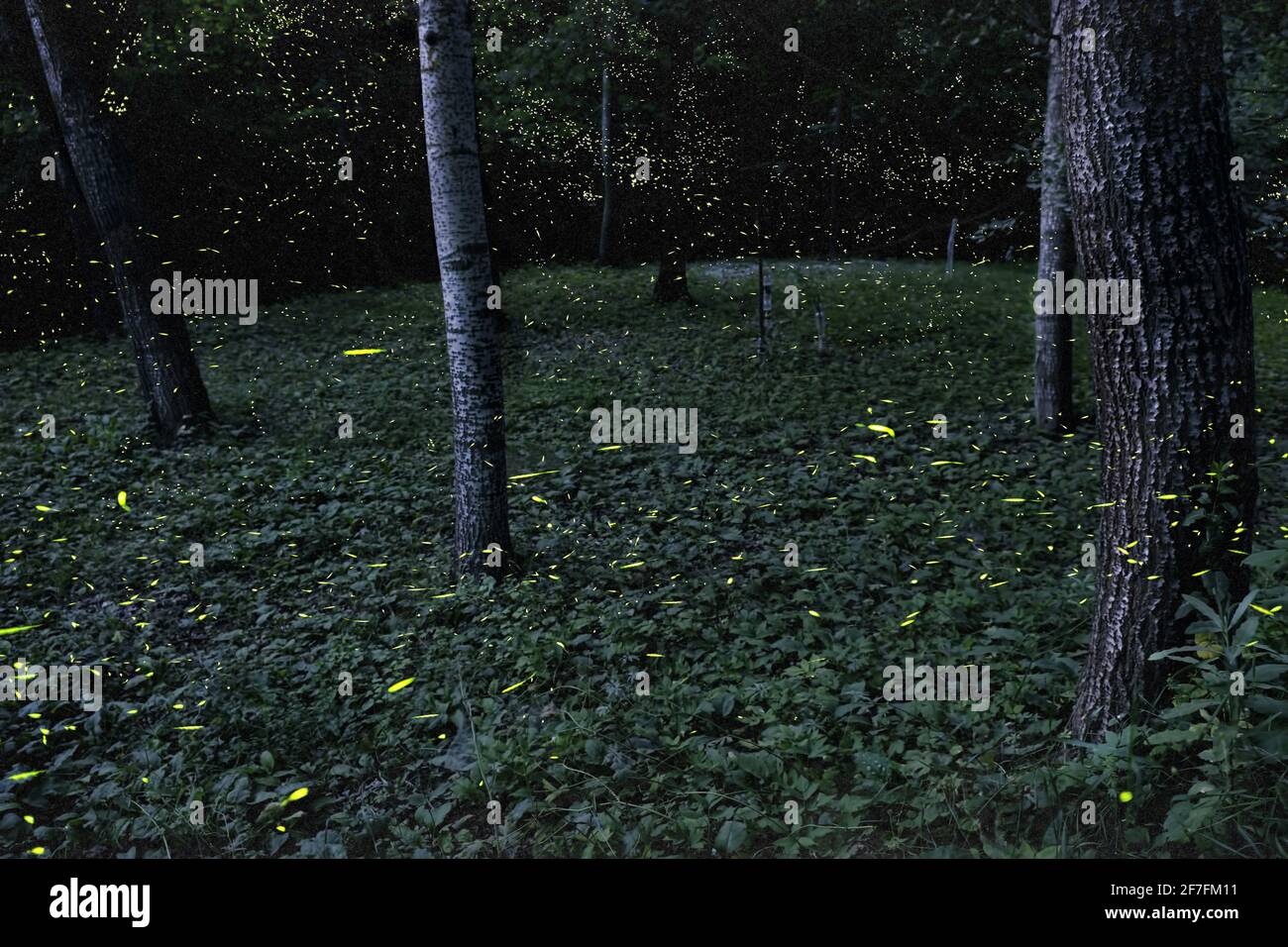 Fireflies in the woods hi-res stock photography and images - Alamy