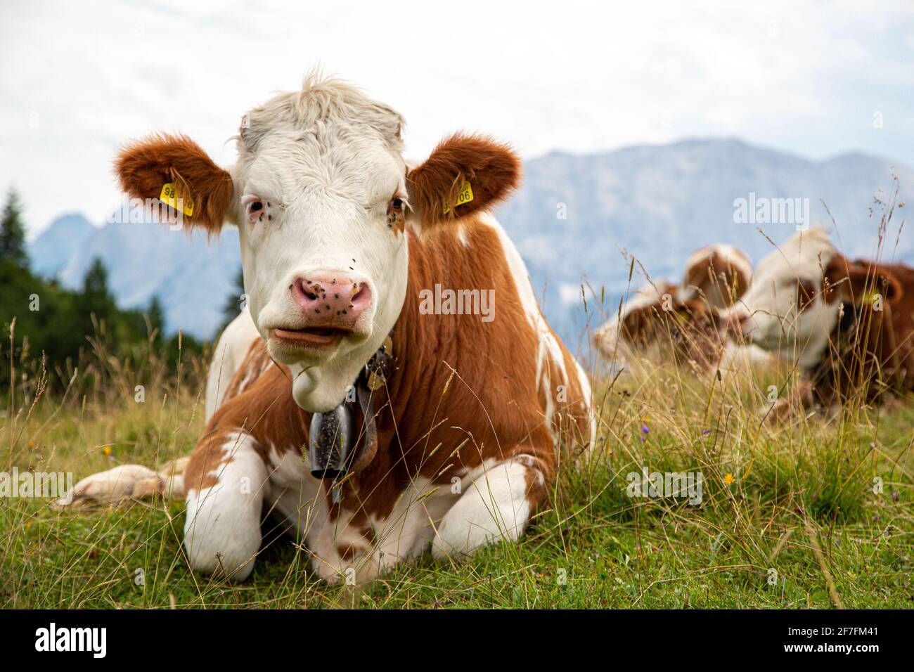 Bavarian cows grazing on an alpine pasture in mountains. Swiss alps cow ...