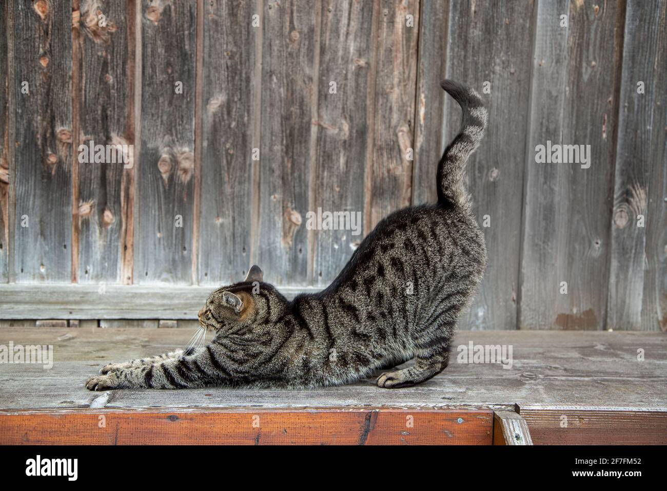 Cat stretching. Yoga cat pose stretch to relax Stock Photo - Alamy