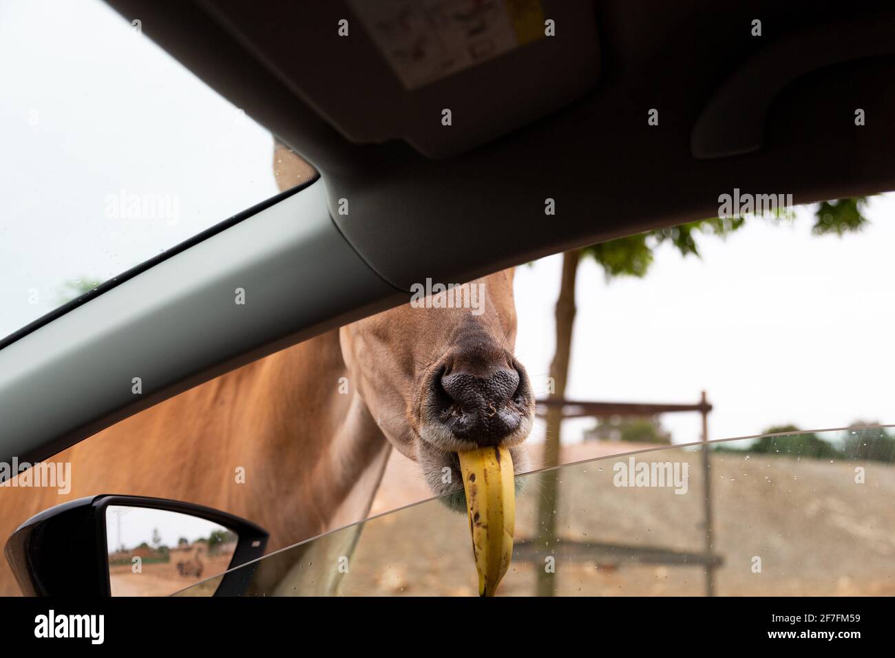Drive thru safari usa hi-res stock photography and images - Alamy