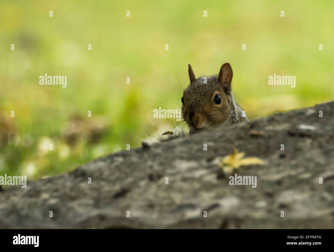 Wildlife in a cemetery hi-res stock photography and images - Alamy