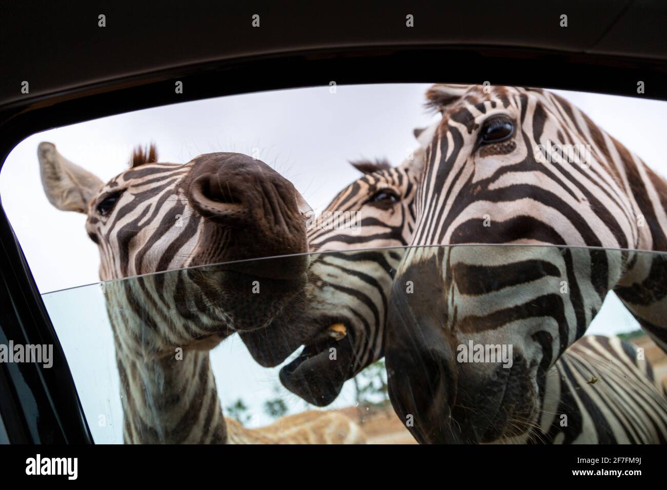 Drive thru safari usa hi-res stock photography and images - Alamy
