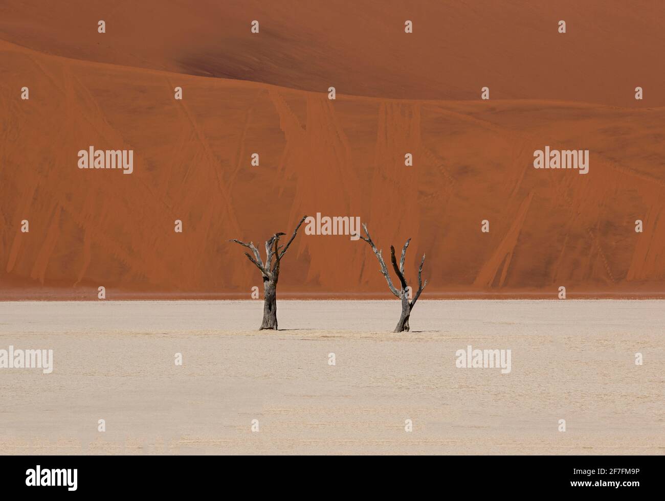 Two dry trees in Sossusvlei desert, high contrast between the red sand ...