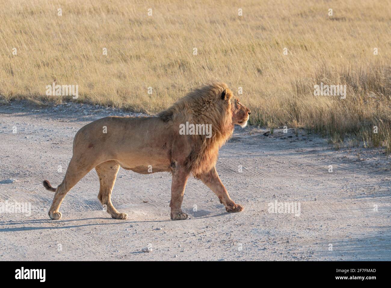 Savannah lion hi-res stock photography and images - Alamy
