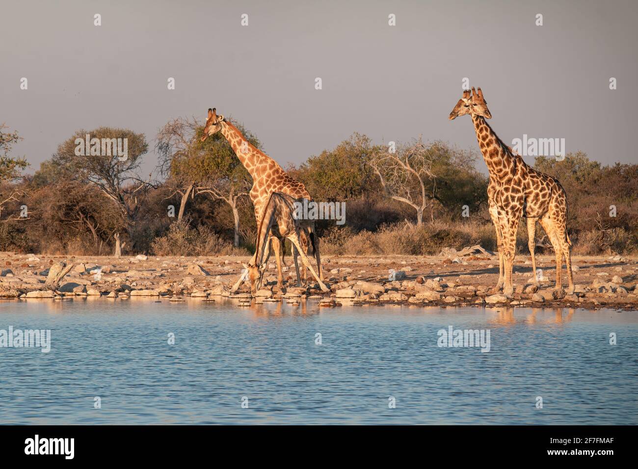 Splayed hi-res stock photography and images - Alamy