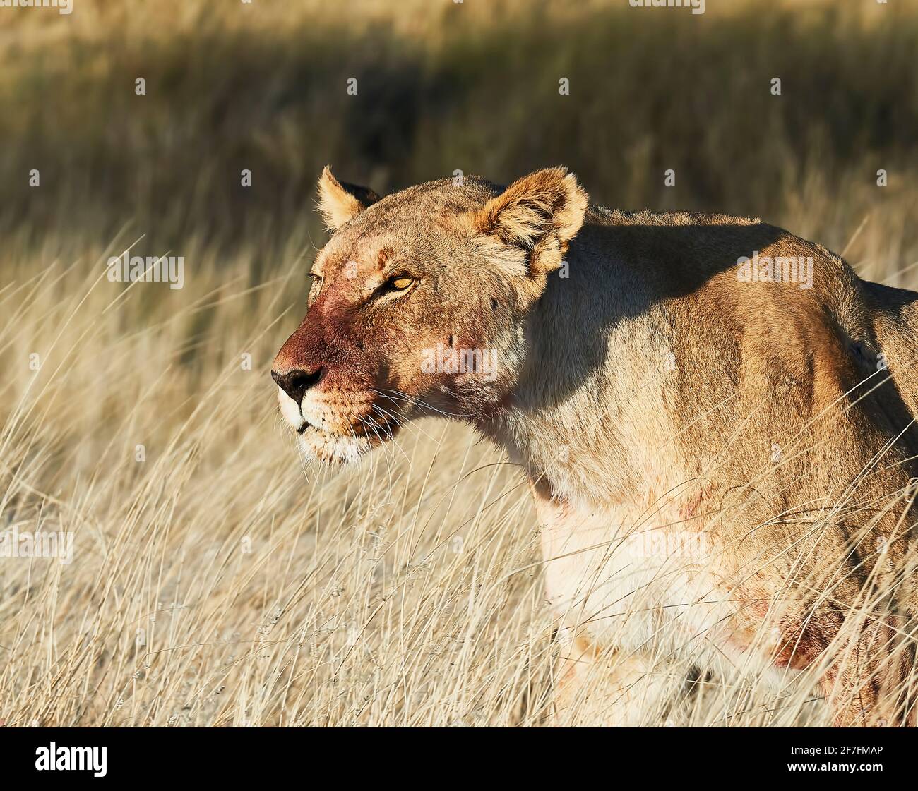 Lioness (Panthera leo) headshot standing in the savannah, Etosha ...