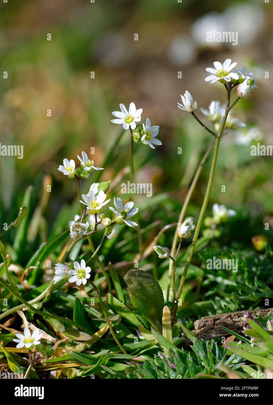 Common Whitlowgrass - Erophila verna, growing by limestone gravel road ...