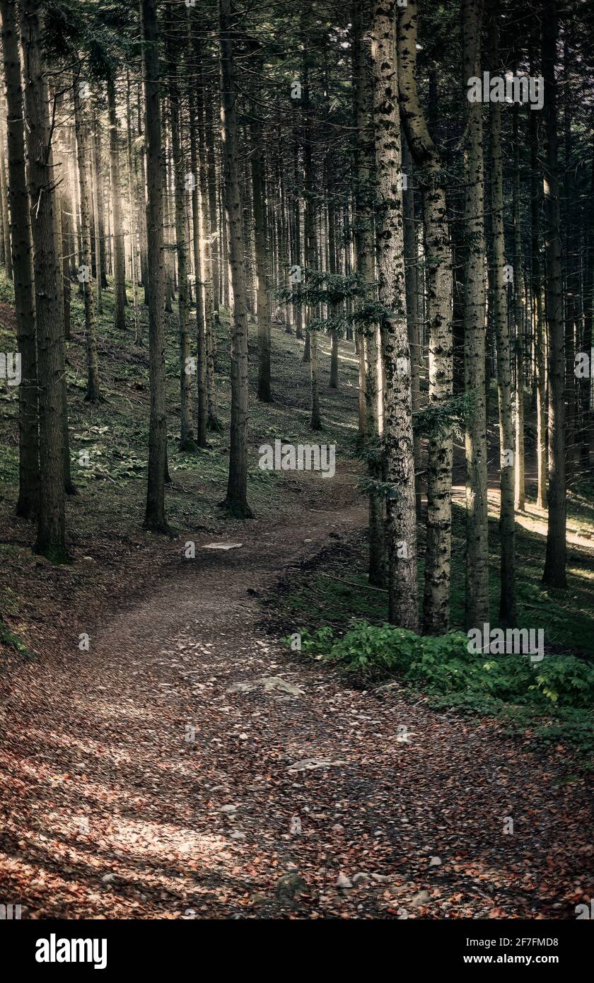 Filtering through trees hi-res stock photography and images - Alamy