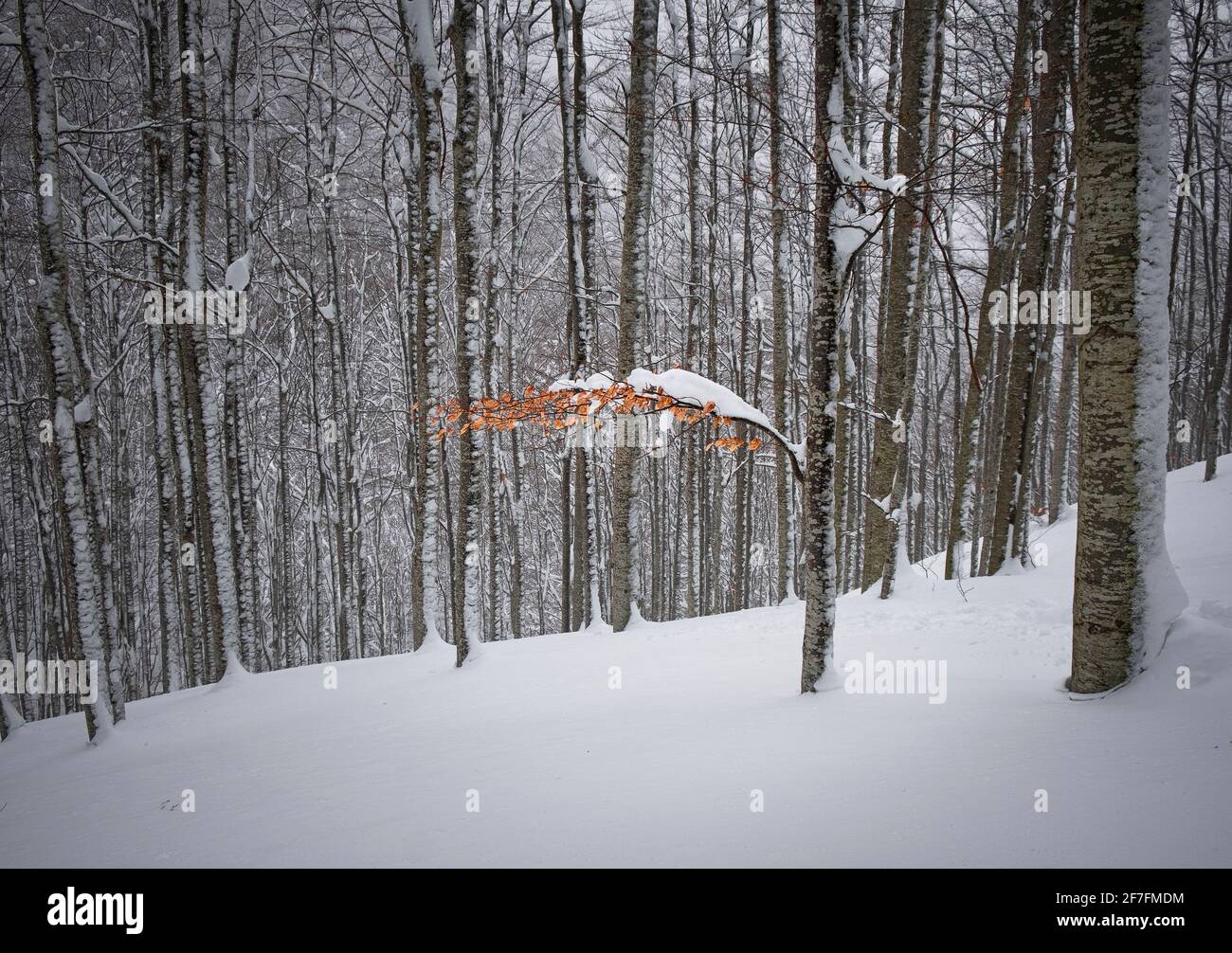 Scale leaves hi-res stock photography and images - Alamy