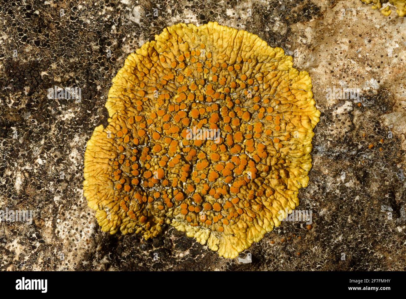 Caloplaca flavescens, orange lichen encrusted on oolitic limestone rock ...