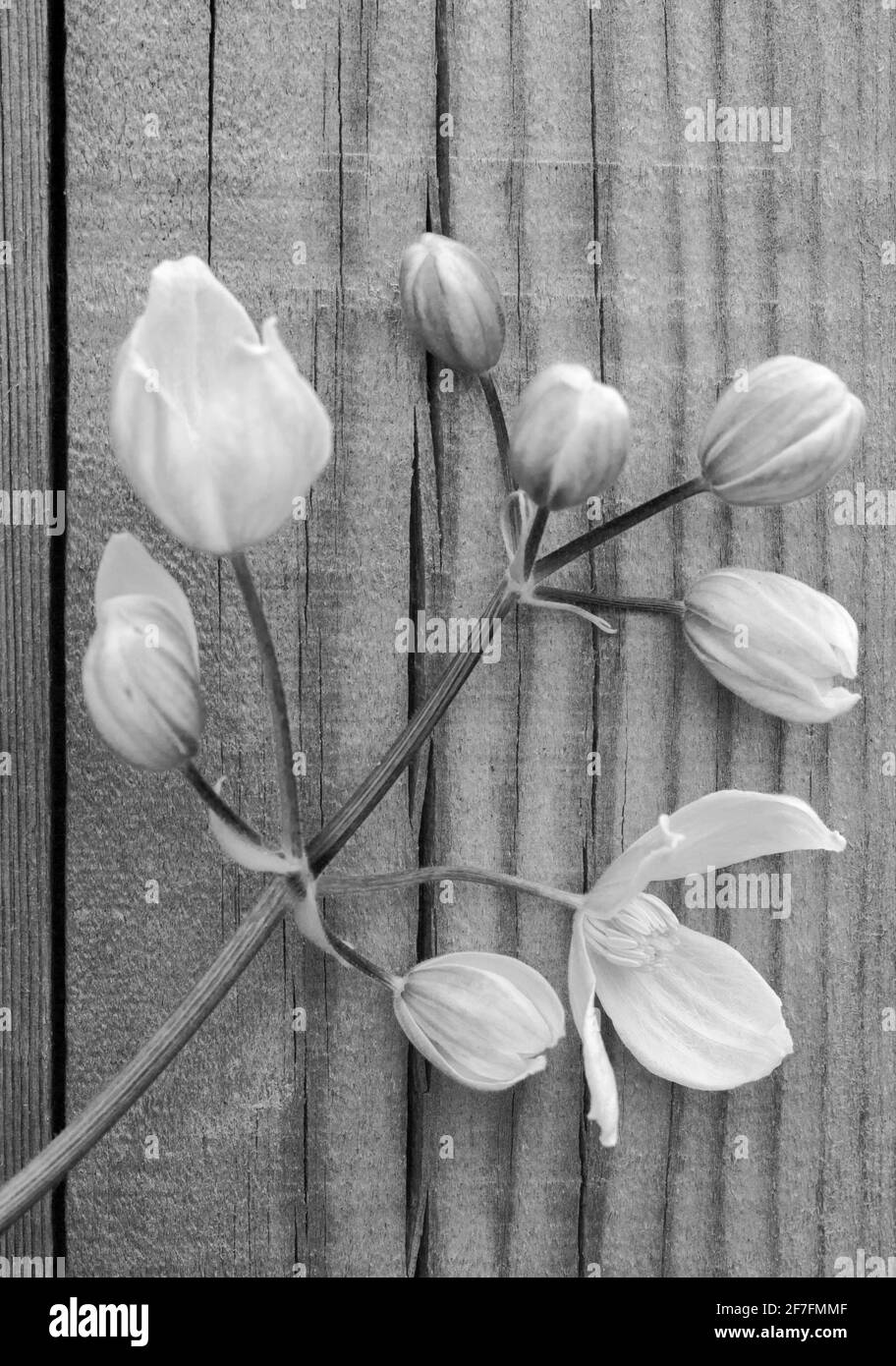 Budding bud buds Black and White Stock Photos & Images - Alamy