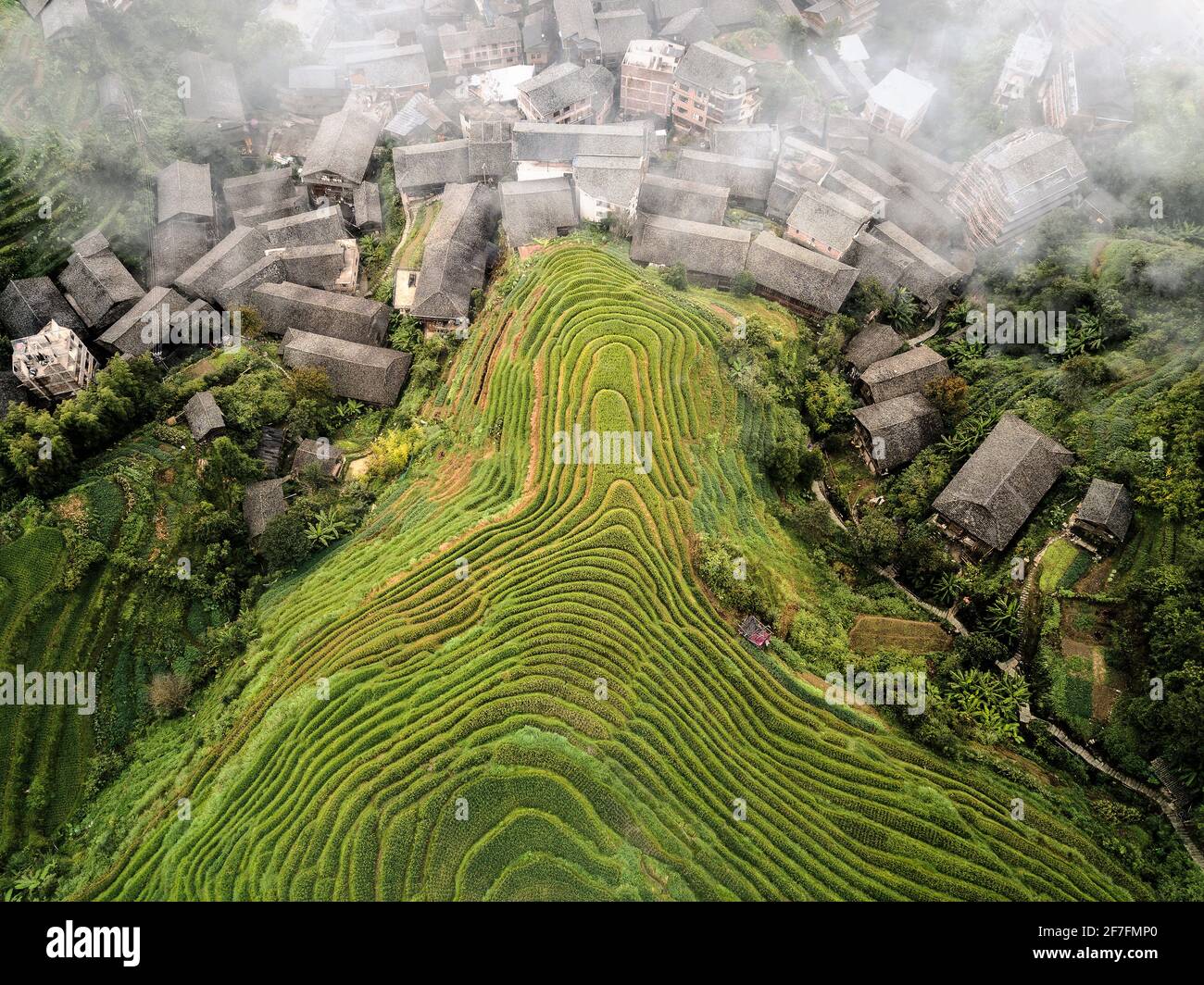 Aerial view on Longsheng rice terraces, also knows as dragon's backbone ...