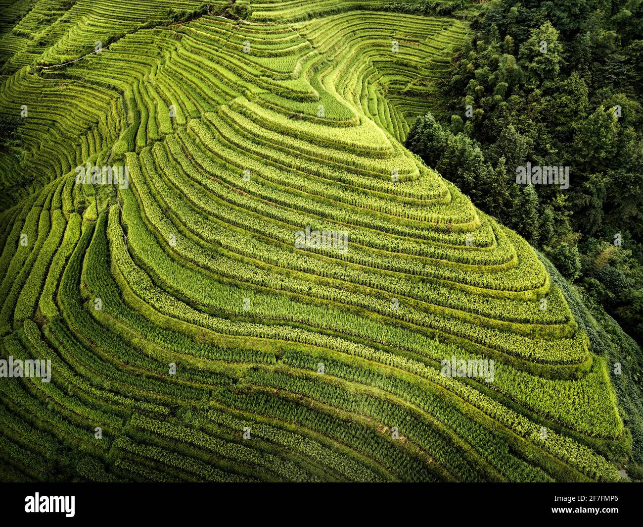 Aerial view of Longsheng rice terraces, also knows as dragon's backbone ...