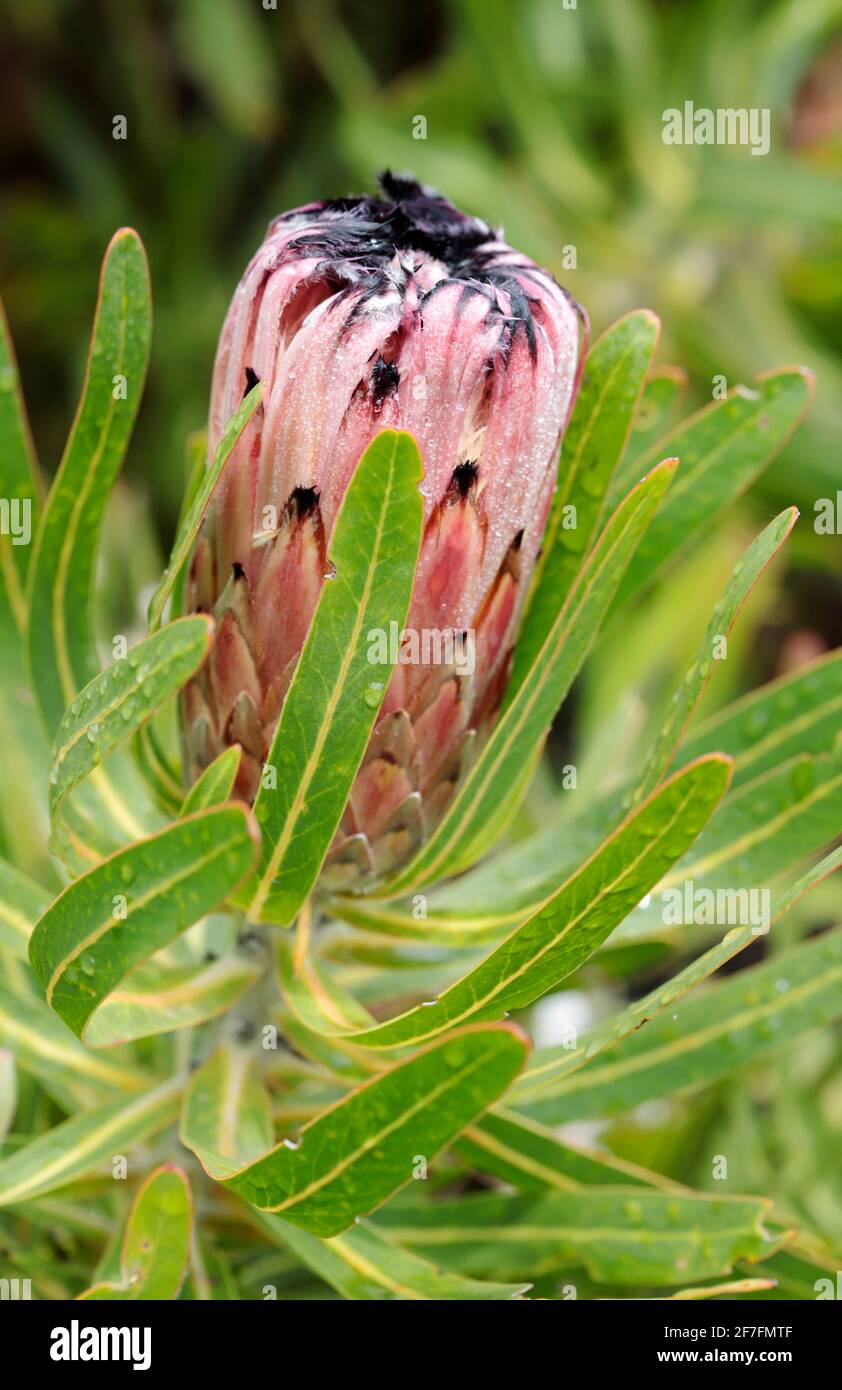 Protea neriifolia (Bearded Protea), Western Cape, South Africa, Africa ...