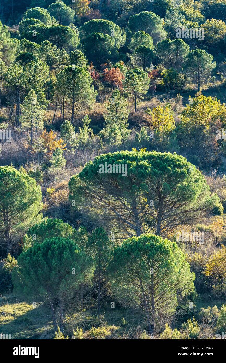 Pine trees in tuscany hi-res stock photography and images - Alamy