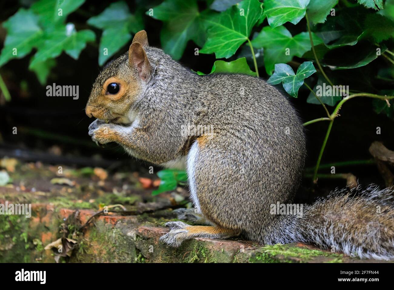Invasive grey squirrel uk hi-res stock photography and images - Alamy