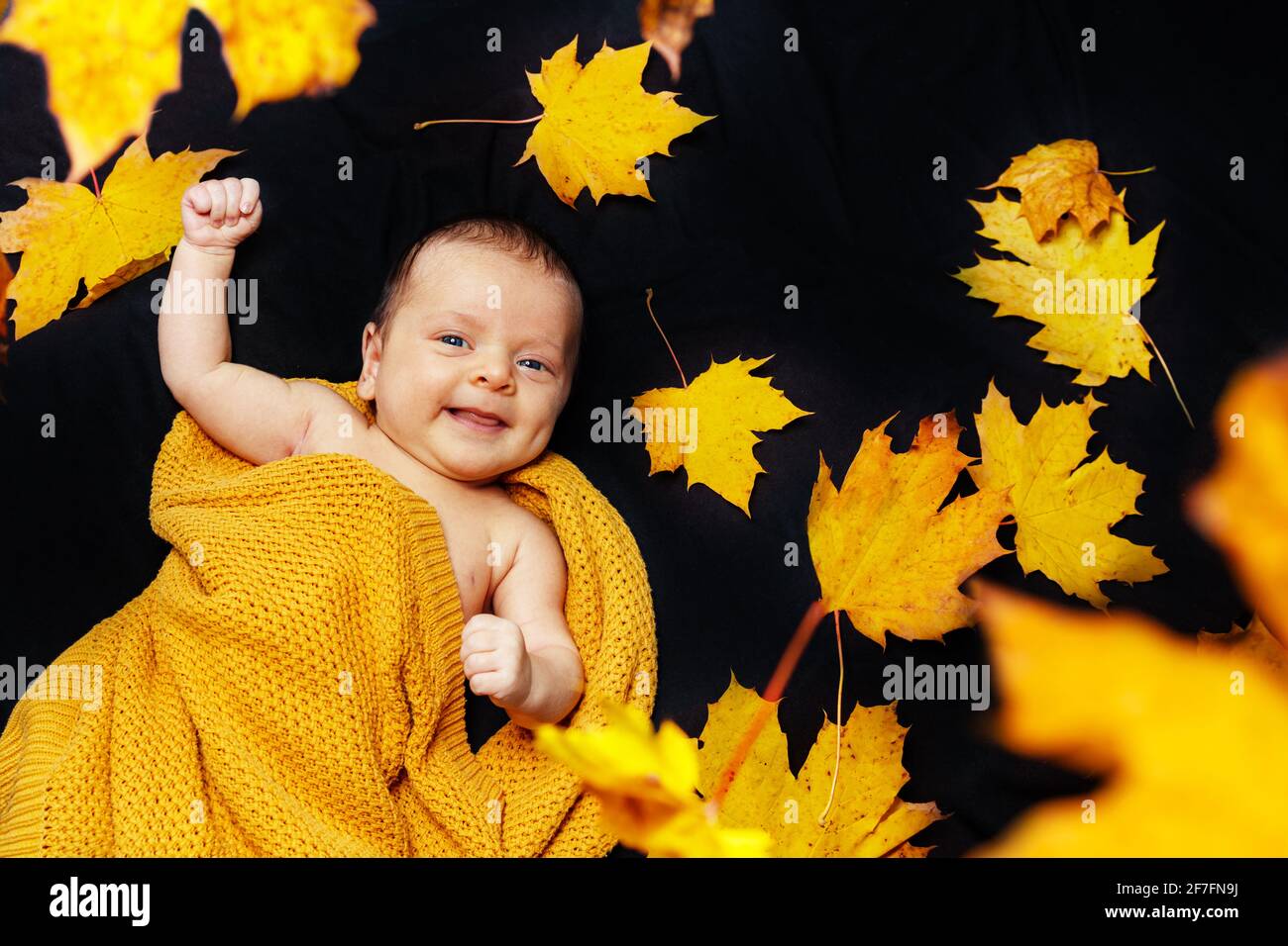 Baby red maple leaves hi-res stock photography and images - Alamy