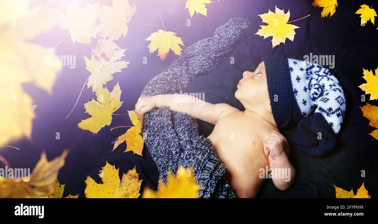 Baby red maple leaf hi-res stock photography and images - Alamy