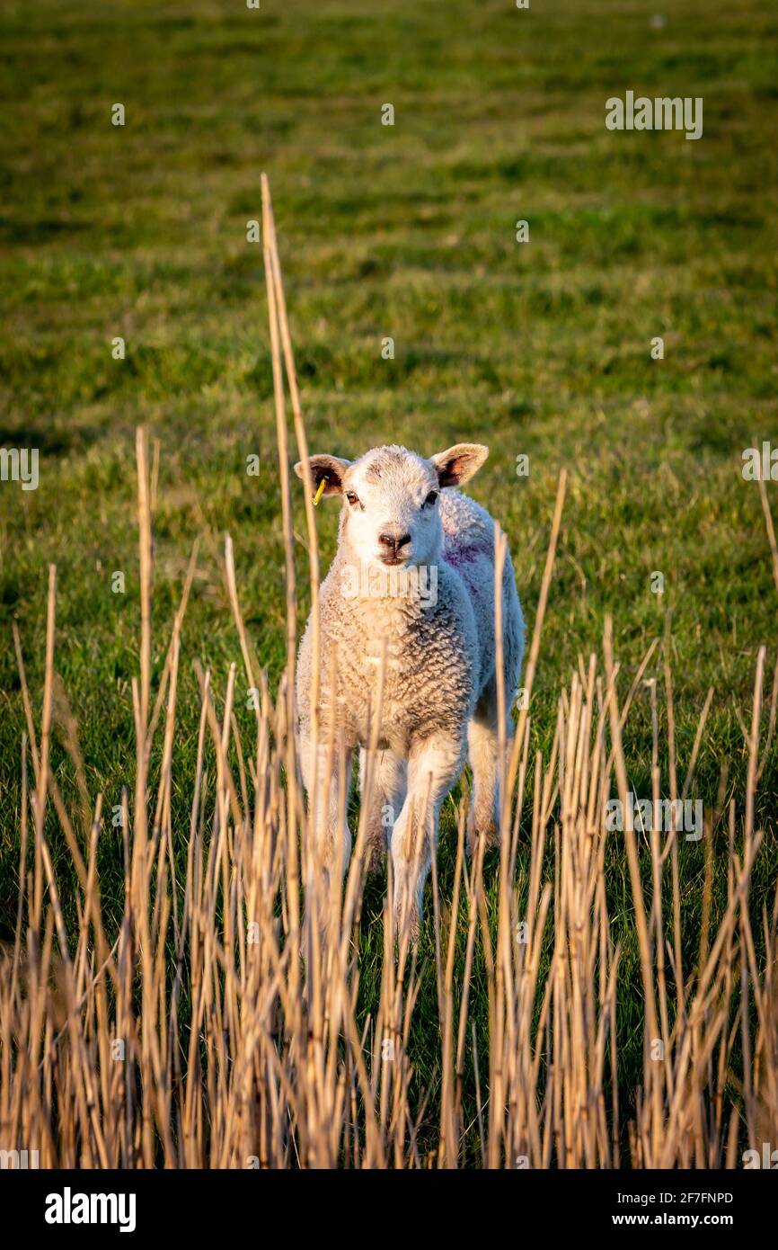 A Lamb in the Sussex Countryside in Spring Stock Photo - Alamy