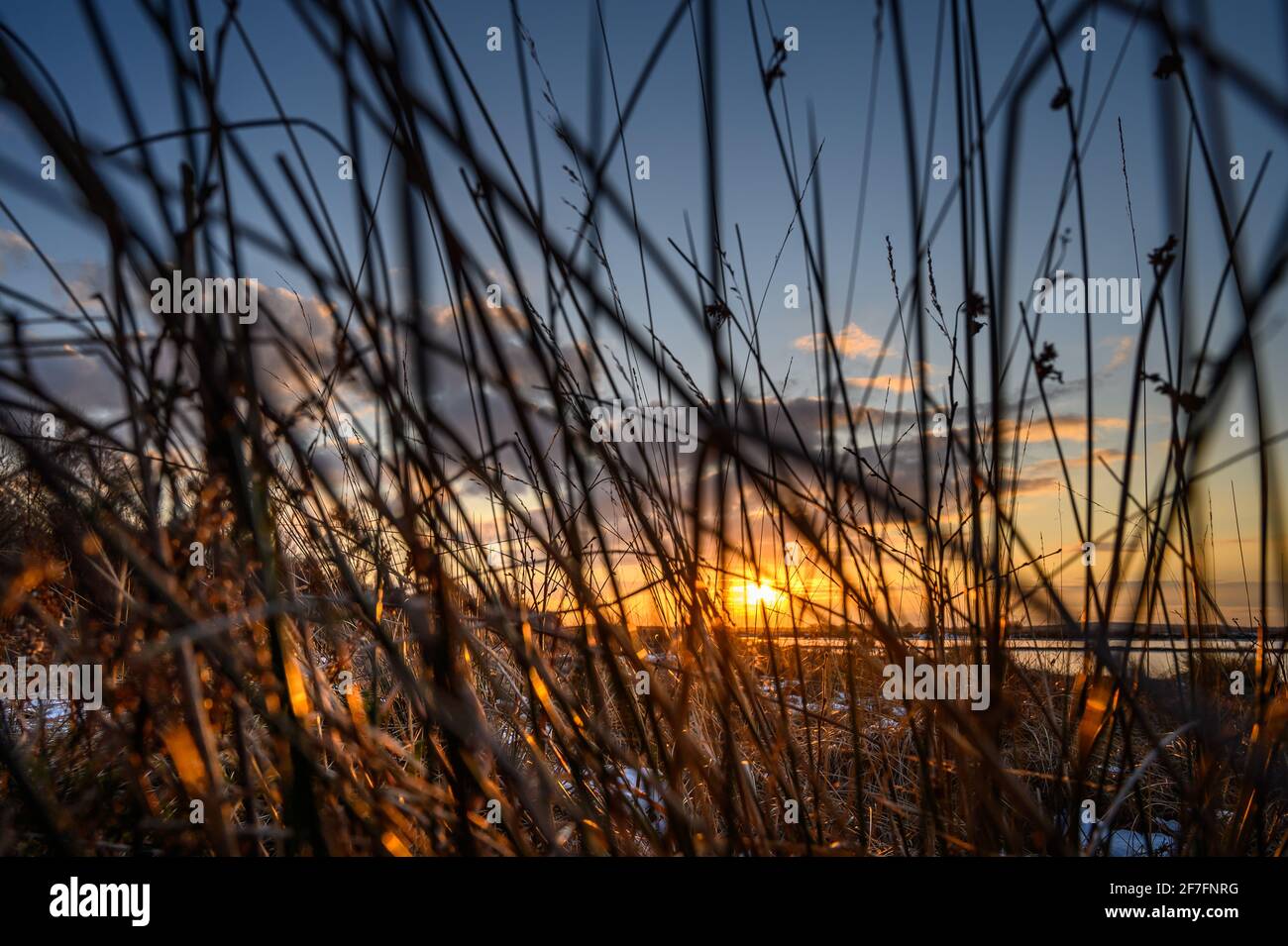 Chat moss hi-res stock photography and images - Alamy