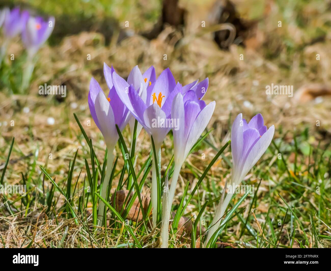 Crocus hybrid in bloom background Stock Photo - Alamy