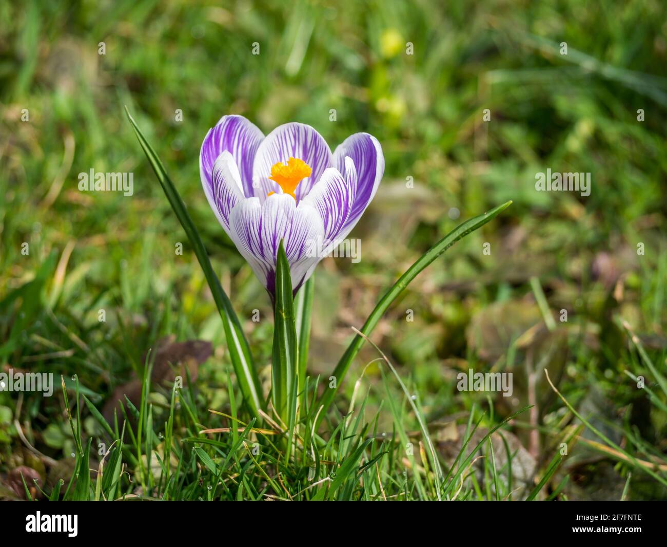 Crocus hybrid in bloom background Stock Photo - Alamy