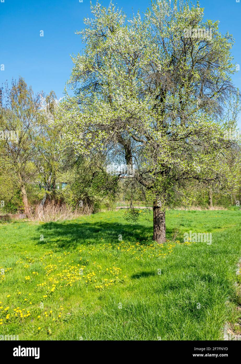beautiful spring meadow with tree Stock Photo - Alamy
